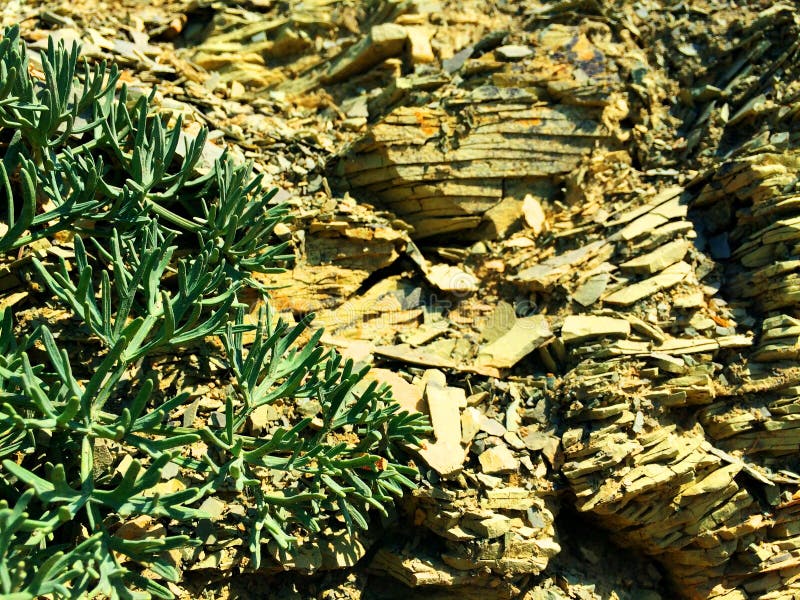 Background with Succulent or Grass on the Dry Rocks Stock Image - Image ...