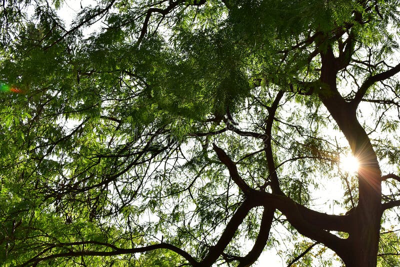 Sun Rays through Branches of a Tree Stock Image - Image of environment ...