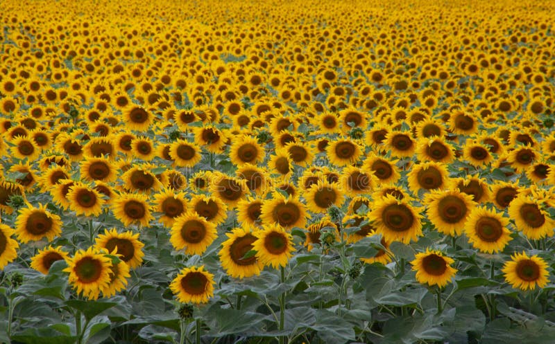 Background Sunflower Field To the Horizon. Blooming Fields of ...