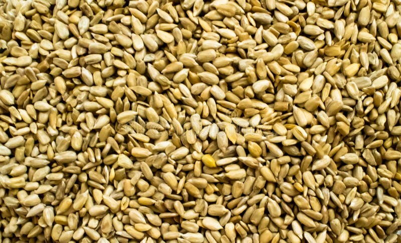 Background of Sunflower Seeds Close-up. Texture Stock Image - Image of ...