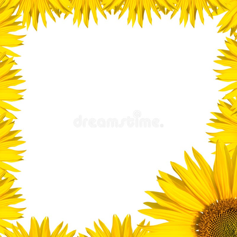 65+ Sunflower border Free Stock Photos - StockFreeImages