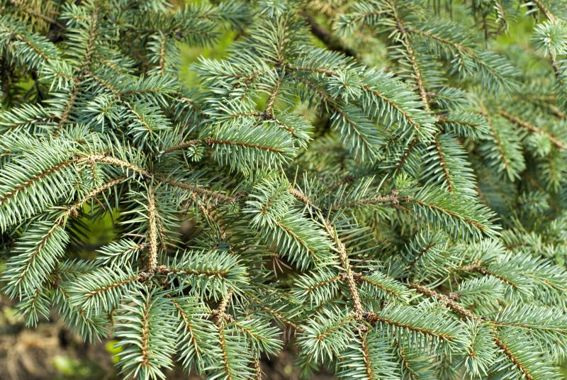 Spruce branches stock image. Image of branch, decoration - 99141687
