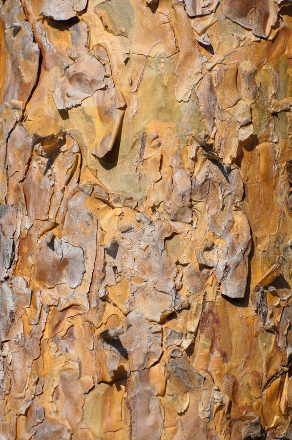 Tree Bark Background stock photo. Image of erosion, cracks - 8966374