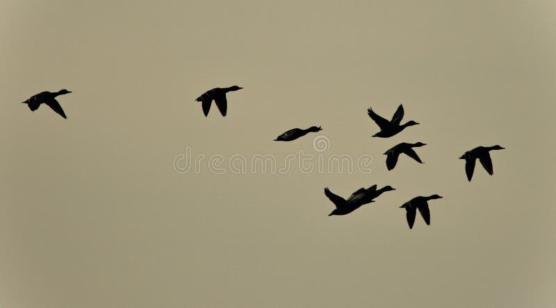 Background with a Swarm of Ducks Flying in the Sky Stock Photo - Image ...