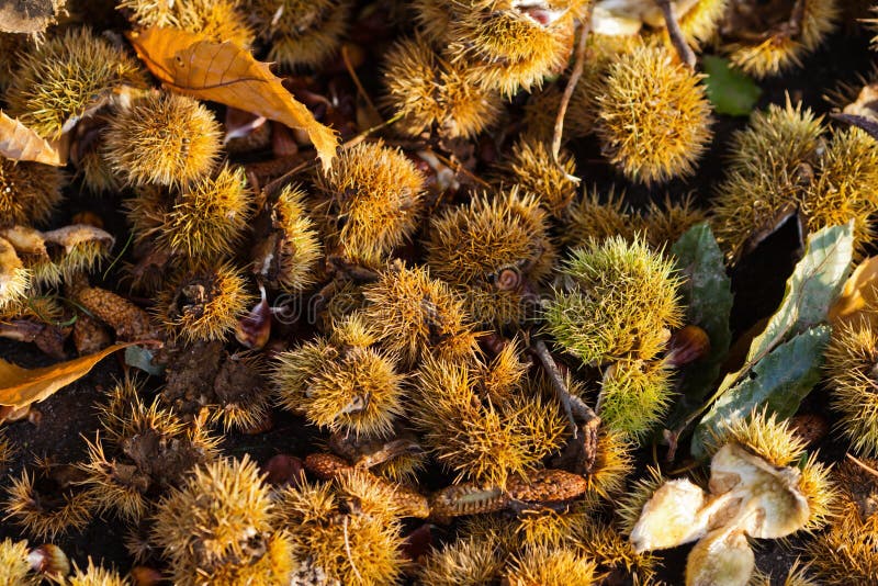 Background from Sweet Chestnut Shells Stock Image - Image of seasonal ...
