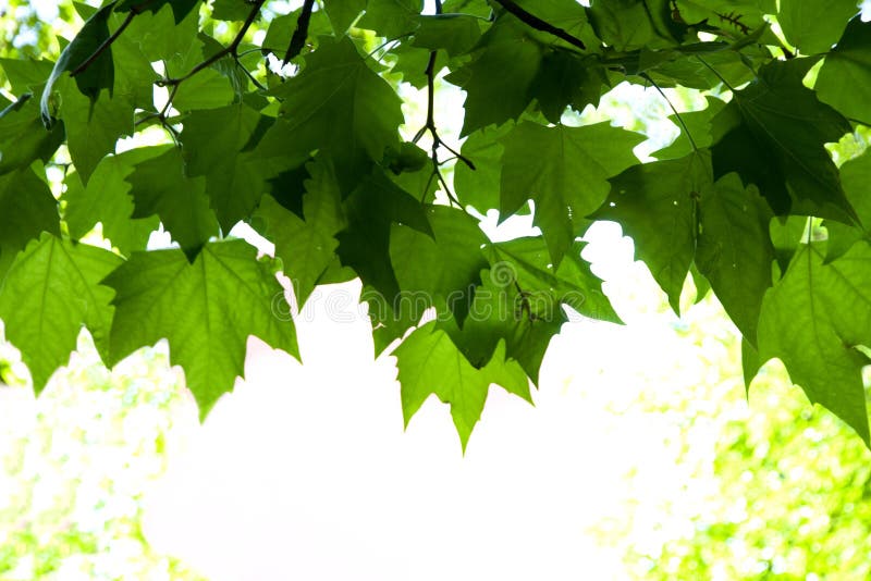 Background Of Sycamore Tree Leaves Stock Image - Image of detail, balls ...