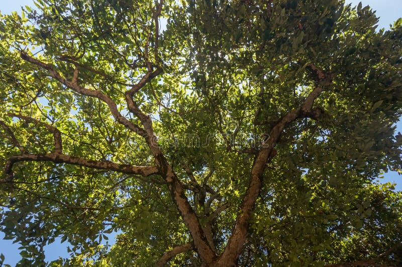Tall Tree with Dense Leaves Stock Image - Image of natural, flower ...