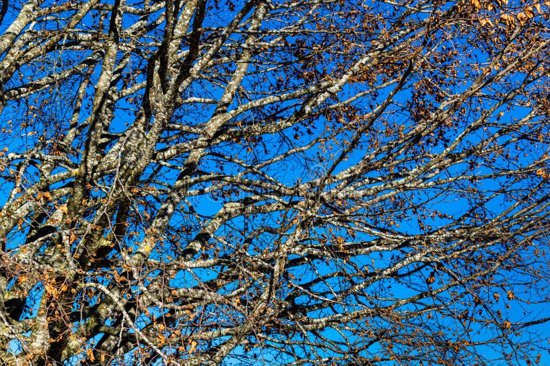 Background with Tangle of Tree Branches. Blue Sky Stock Image - Image ...