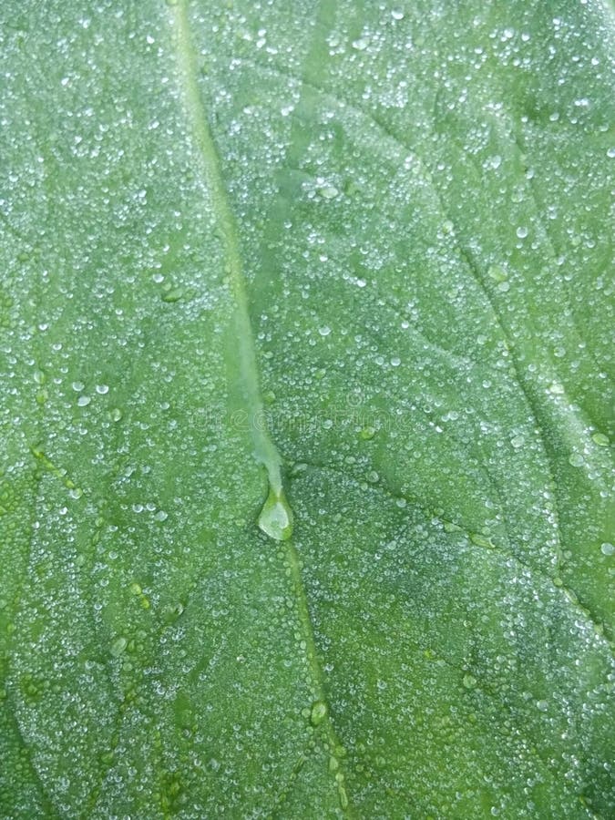 Background of Taro Leaves with Morning Dew Stock Image - Image of ...