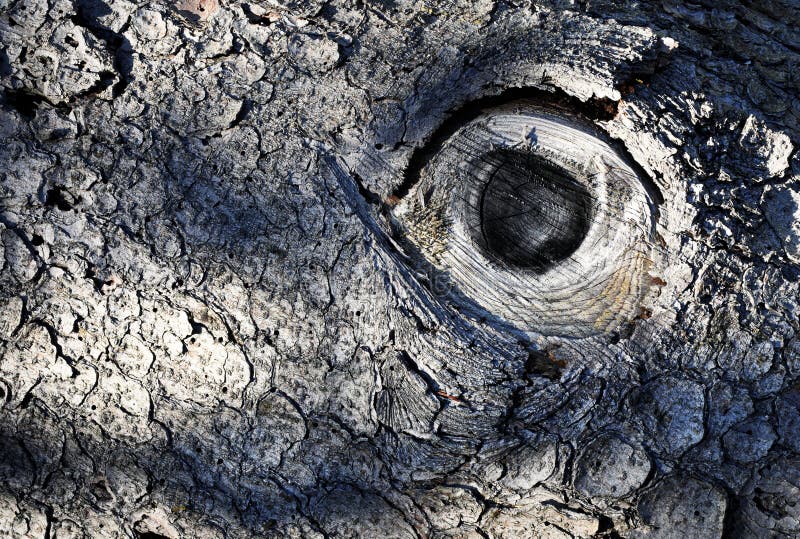 Abstract Eye on the Bark of an Old Tree Stock Image - Image of gray ...