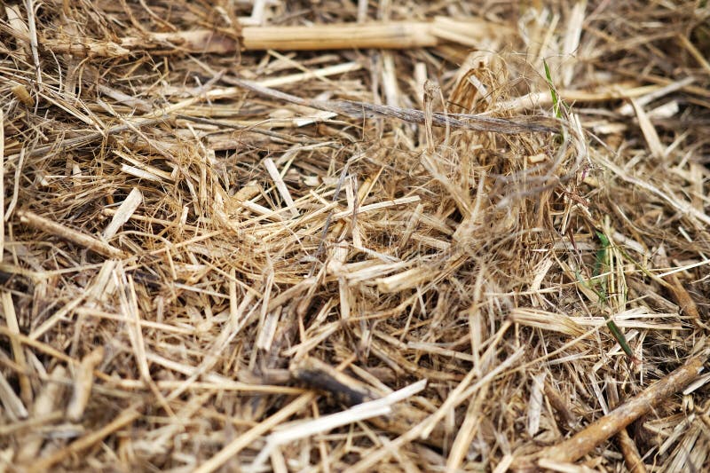 Background and Texture of Aged Dry Straw Surface Stock Image - Image of ...