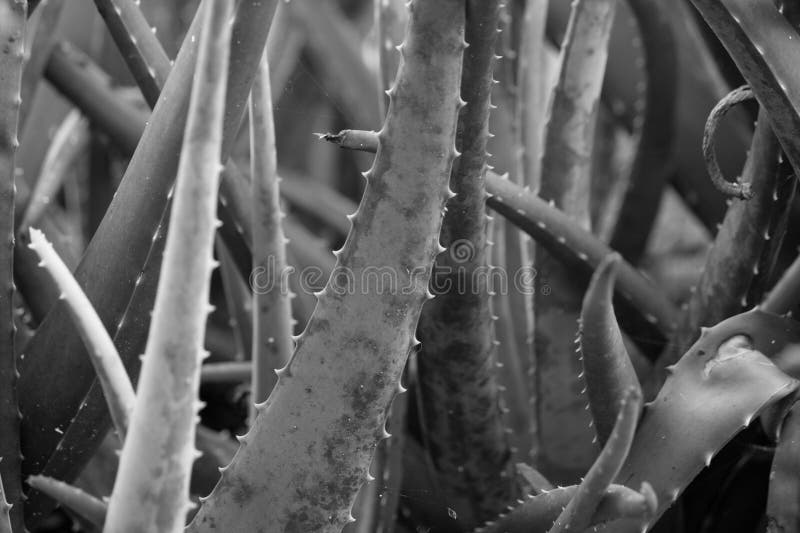Background Texture with Aloe Vera in Black and White Stock Image ...