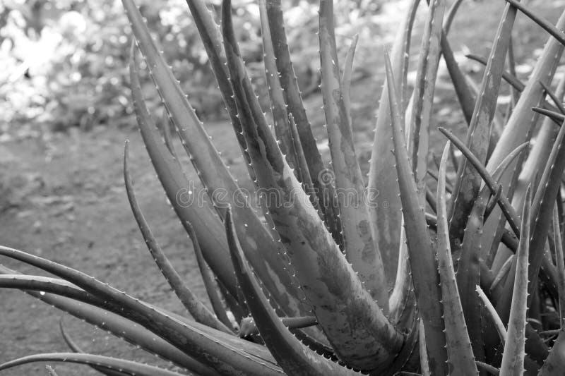 Background Texture with Aloe Vera in Black and White Stock Photo ...