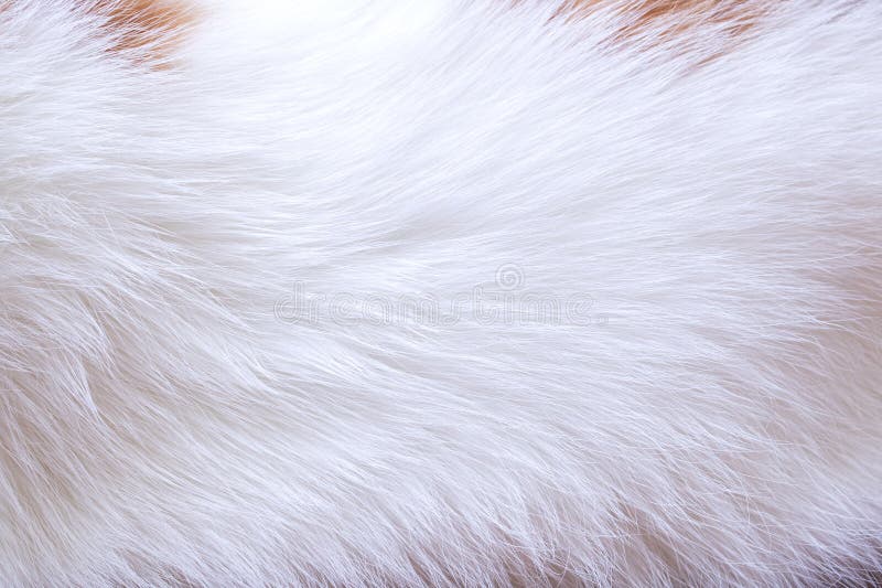 Background or Texture of Animal S Short White Coat Stock Image - Image ...