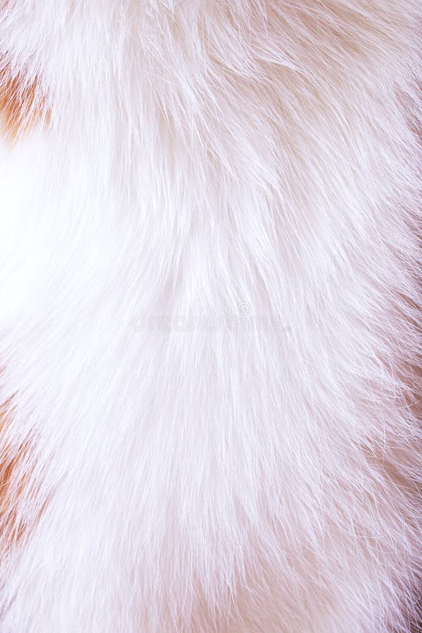 Background or Texture of Animal S Short White Coat Stock Image - Image ...