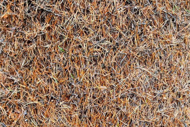 1,395 Anthill Texture Stock Photos - Free & Royalty-Free Stock Photos ...