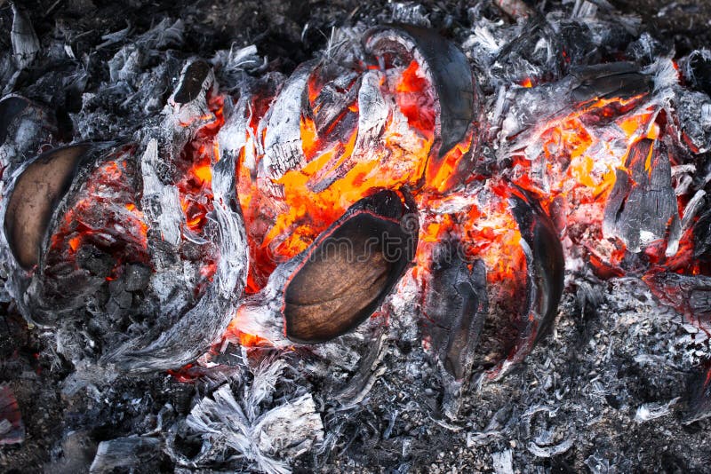 Burned Coconuts stock image. Image of outdoors, coconut - 32885403