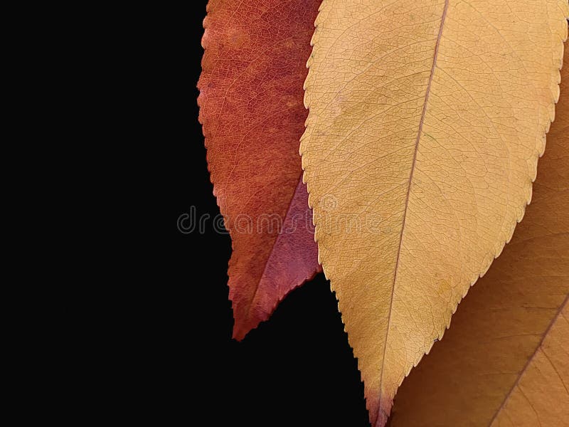 The Background Texture is Autumn Leaves. Bright Multi-colored Leaves ...
