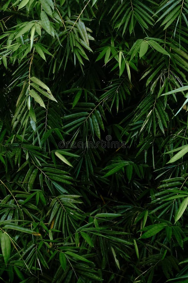 Background Texture of Bamboo Leaf in Bamboo Forest Stock Image - Image ...