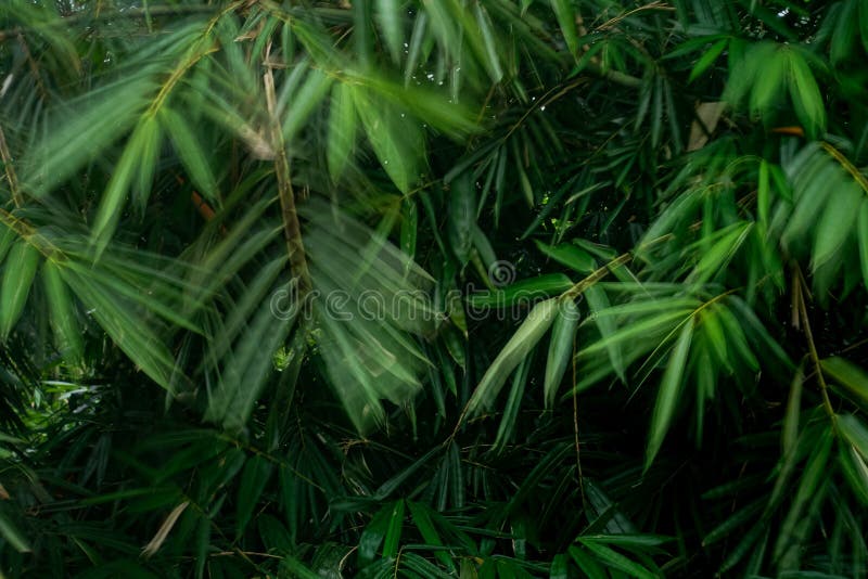 Background Texture of the Bamboo Leaves in Long Exposure Photography ...