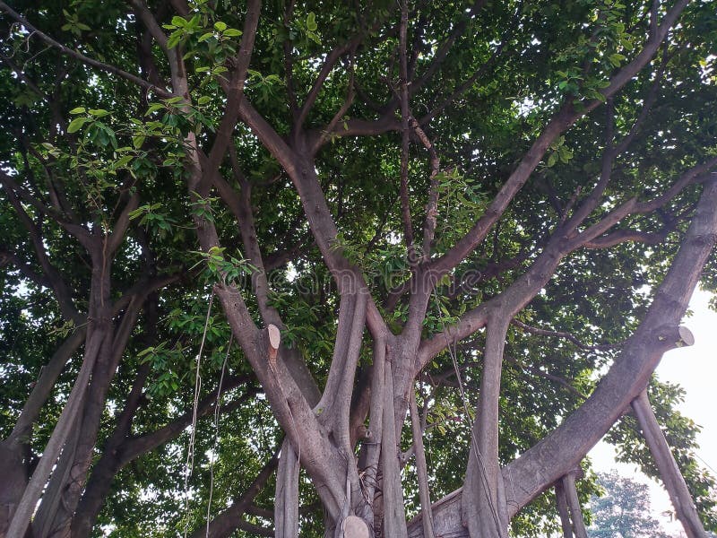 Background Texture of Banyan Tree Ficus Roots on a Banyan Tree Trunk in ...