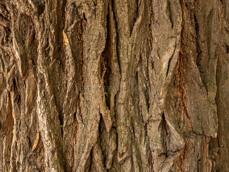 Background. Vertical Texture of the Bark of a Large Tree Stock Photo ...