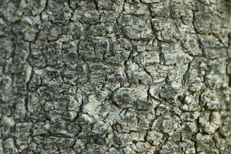 Background Texture of the Bark of an Old Gray Tree. Stock Image - Image ...