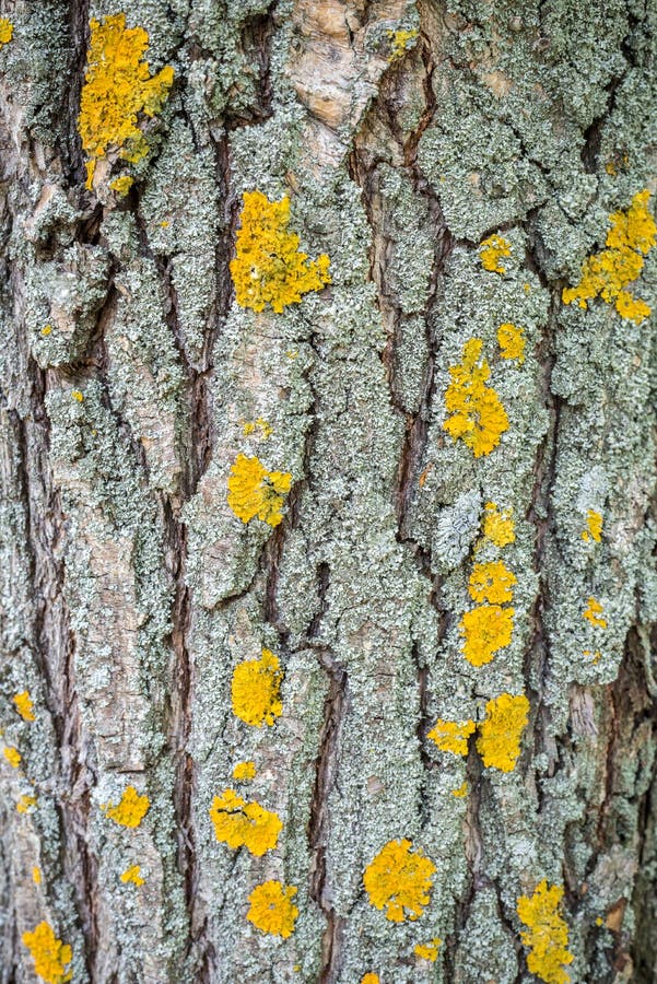 Background, the Texture of the Bark of a Tree, on the Whole Frame ...