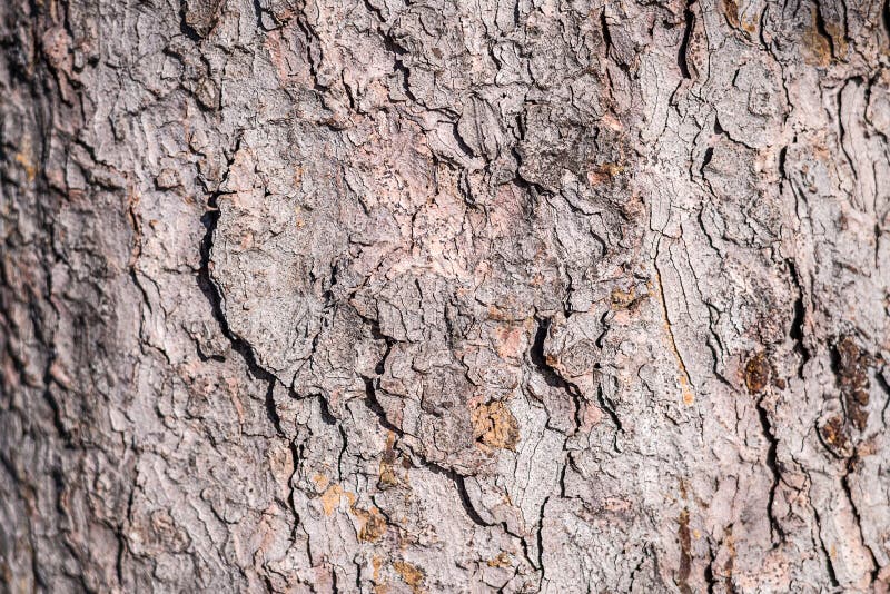 Background. Texture of the Bark of a Tree on the Whole Frame ...