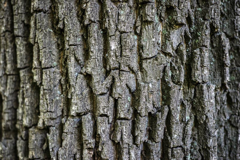 Background. Texture of the Bark of a Tree on the Whole Frame ...