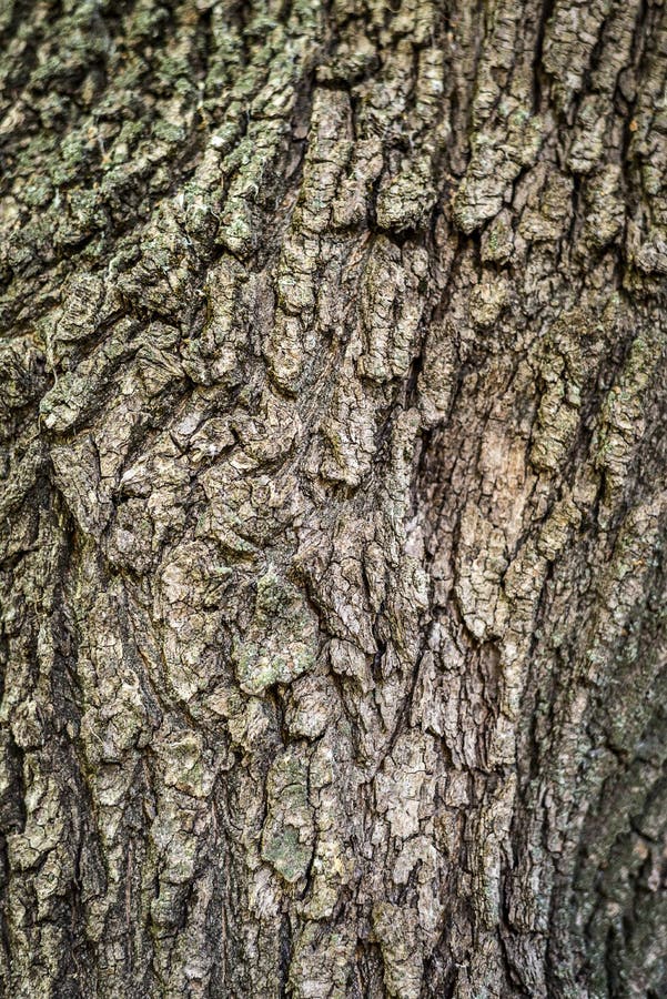 Background. Texture of the Bark of a Tree on the Whole Frame. Vertical ...