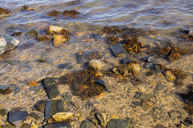 Background Texture of Beach Shore with Sharp Rocks, Seaweed and ...