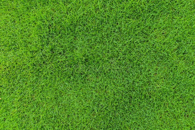 Beautiful Green Grass Pattern from Golf Course Stock Image - Image of ...