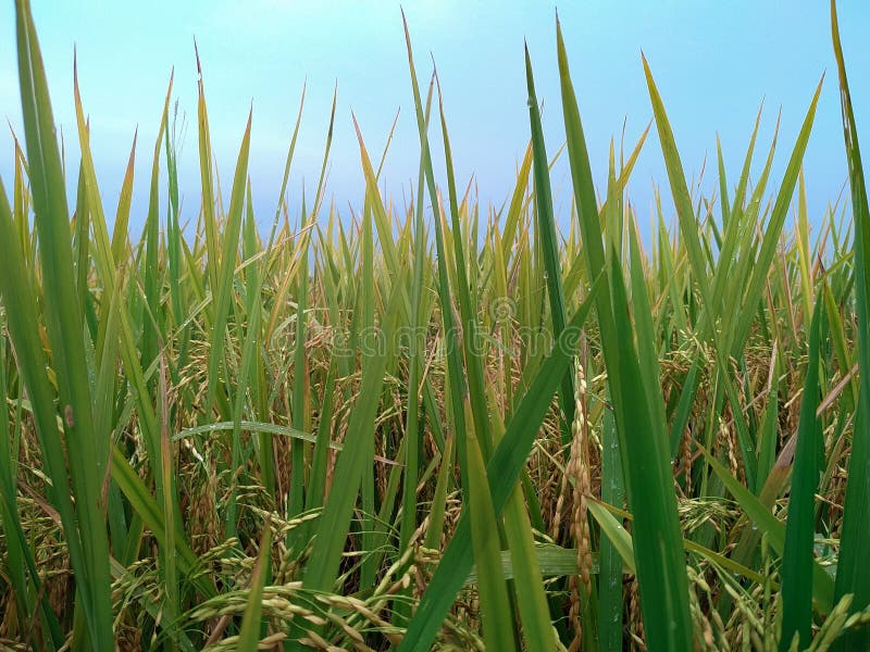 Background Texture of Beauty Rice Field Stock Image - Image of food ...