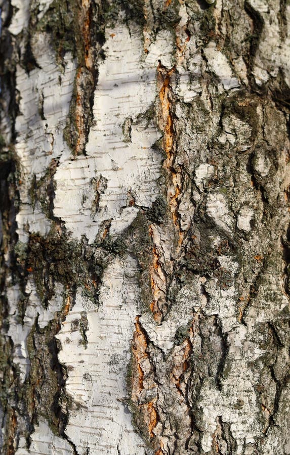 The Background is the Texture of Birch Bark. Stock Photo - Image of ...