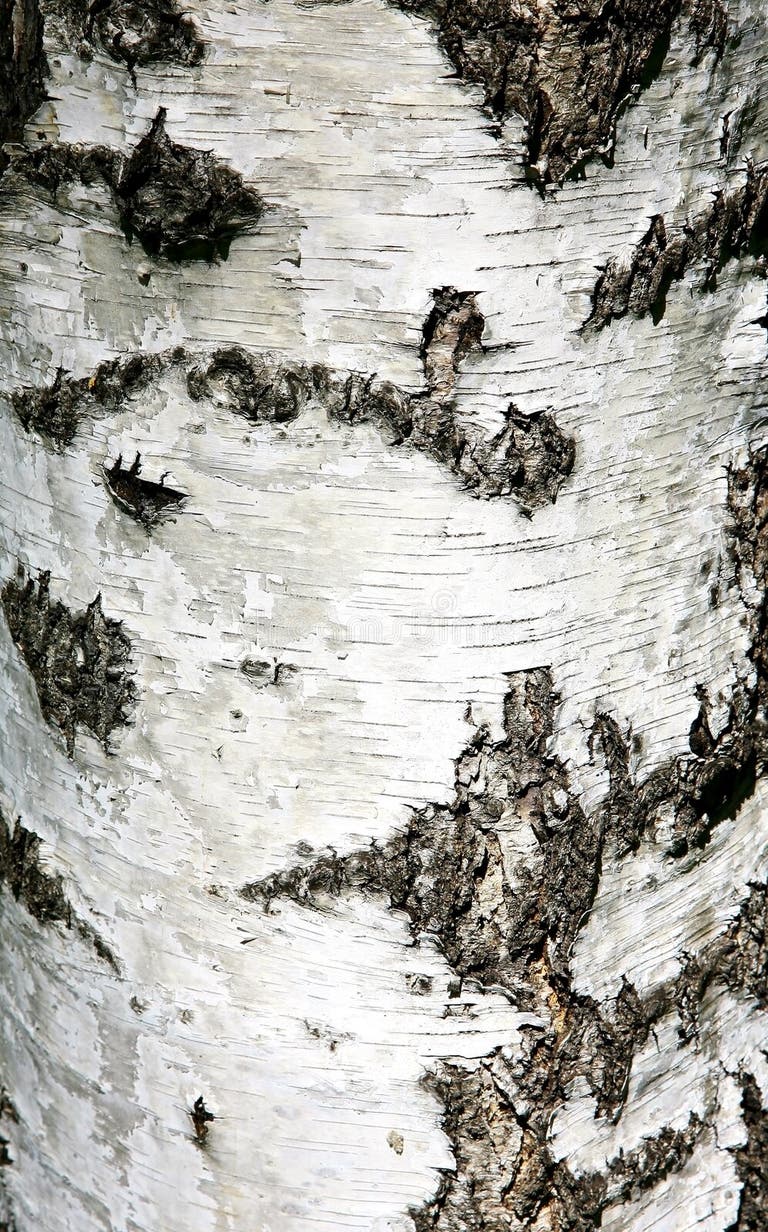 2,213 Birch Bark Paper Nature Background Stock Photos - Free & Royalty ...