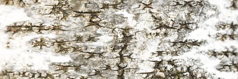 Background of the Texture of Birch Bark is White and Black Color ...