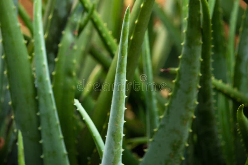 Background Texture with Blurred Aloe Vera Vegetation Stock Image ...