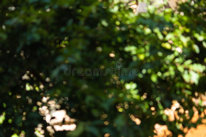 Background Texture with Blurred Green Vegetation Stock Image - Image of ...