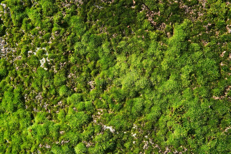 Background, Texture - Bright Green Moss on a Concrete Wall Stock Image ...