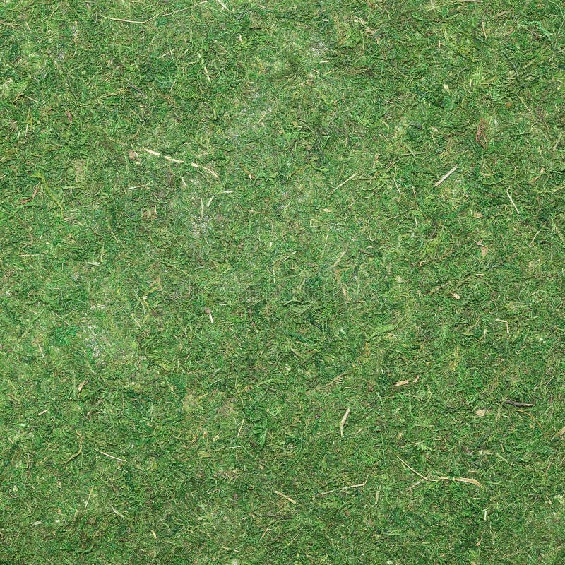 Moss Background Texture. Top View. Green Pressed Dried Moss. Simple ...