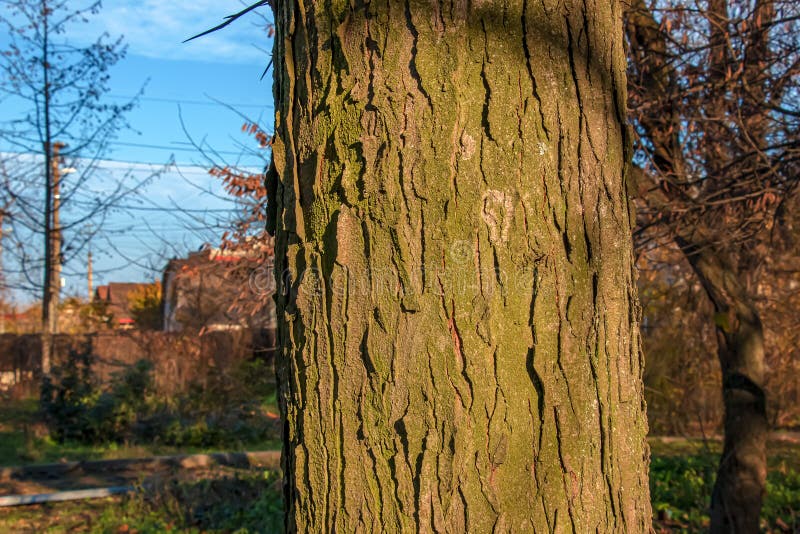 Background, Texture of Brown Acacia Bark, Close-up with a Beautiful ...