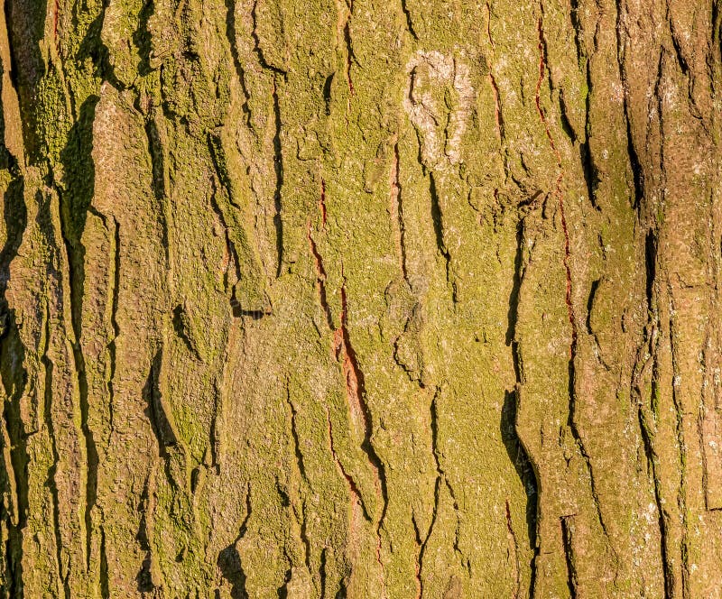 Background, Texture of Brown Acacia Bark, Close-up with a Beautiful ...