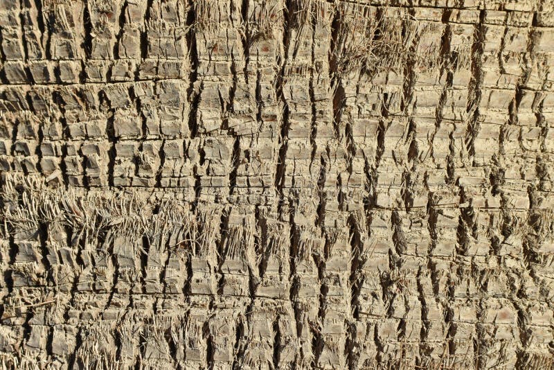 182 Seamless Palm Tree Trunk Texture Stock Photos - Free & Royalty-Free ...