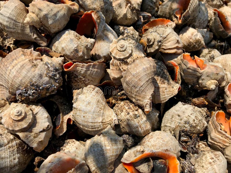 Orange Conch Sea Shell stock image. Image of shell, macro - 243501559
