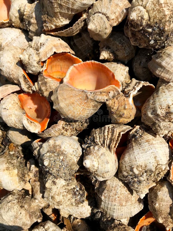 Background - Brown-Orange Rapana Shells Stock Image - Image of garden ...