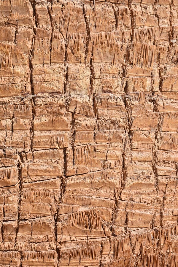 182 Seamless Palm Tree Trunk Texture Stock Photos - Free & Royalty-Free ...