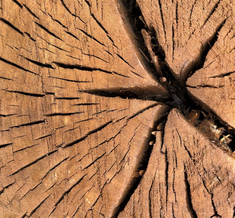 Background Texture Brown Trunk Old Big Dry Tree Natural Stock Photo ...