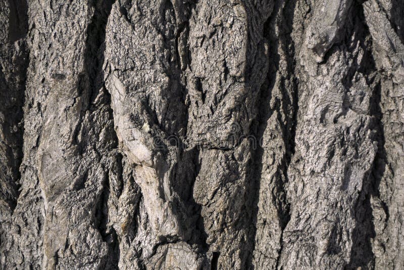 Background, Texture - Old Bumpy Bark Stock Image - Image of bumpy ...