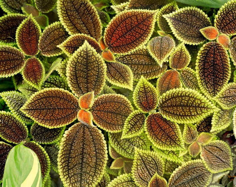Very textured leaves. stock photo. Image of plants, green - 29859778